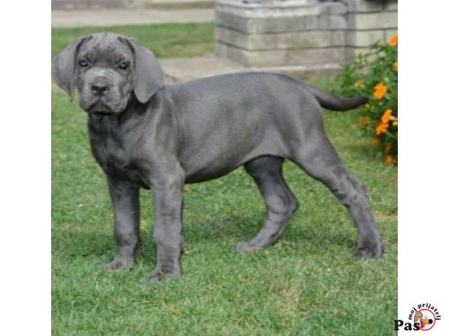 Cane Corso