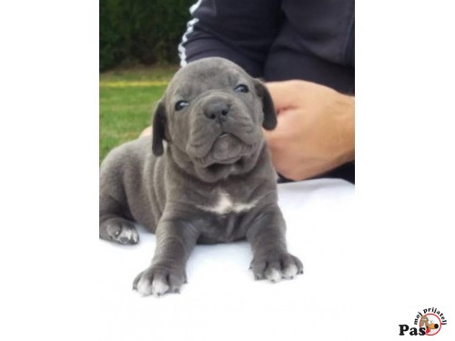 Cane Corso