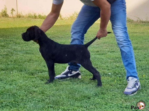 Cane Corso