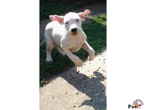 Dogo argentino