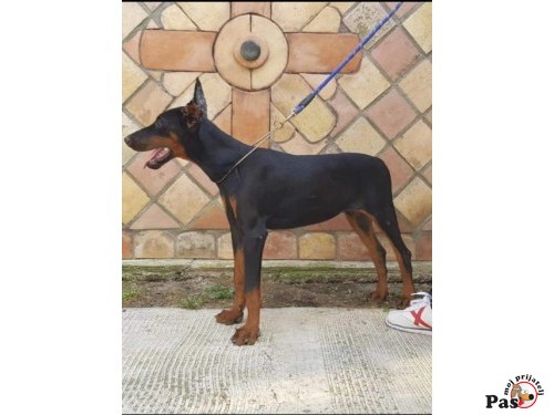 Doberman