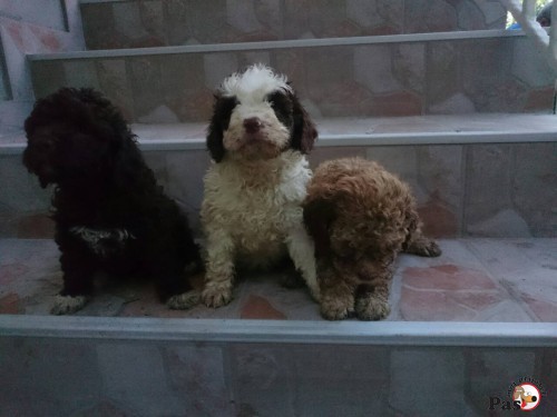 Lagotto romagnolo