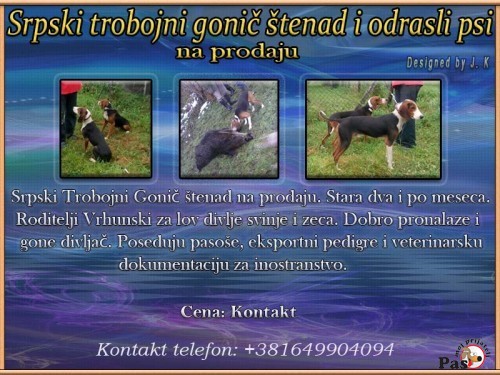 Srpski trobojni gonič