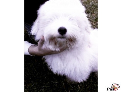 Coton de tulear - Tulearski pas