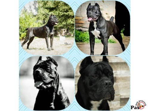 Cane Corso