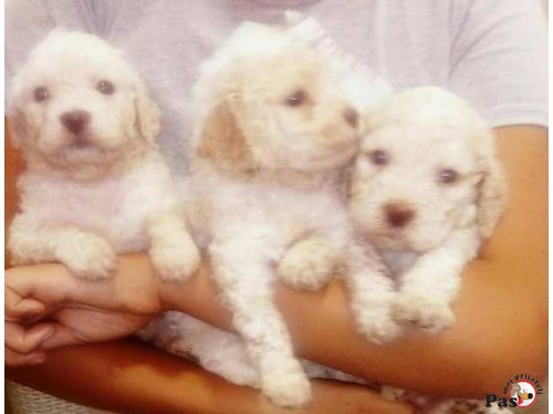 Lagotto romagnolo