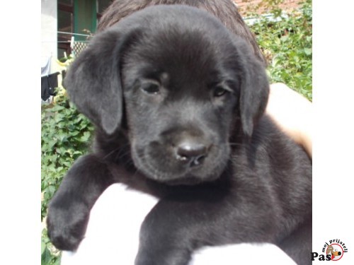 Labrador retriver