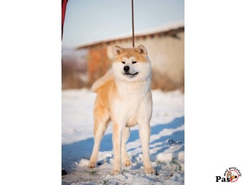 Akita Inu