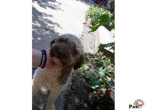 Lagotto romagnolo