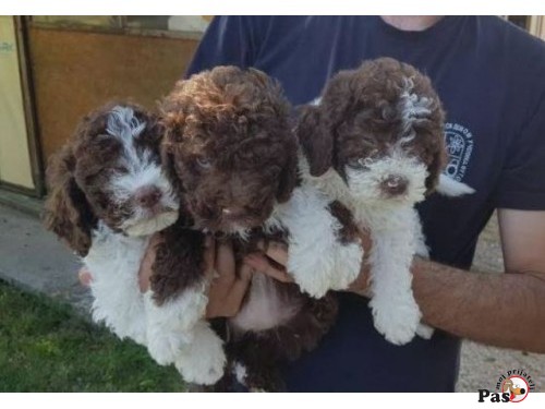 Lagotto romagnolo