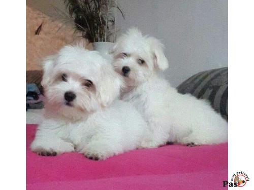 Coton de tulear - Tulearski pas