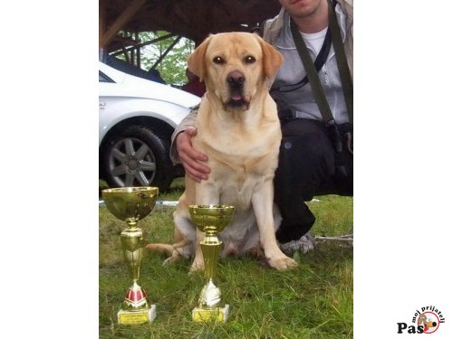 Labrador retriver