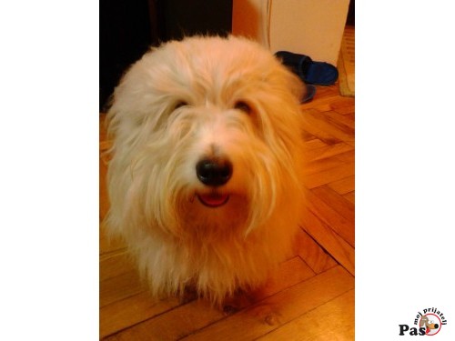 Coton de tulear - Tulearski pas