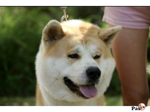 Akita Inu