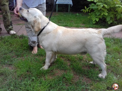 Labrador retriver