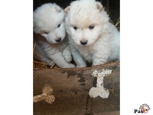 Samojed