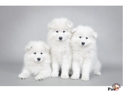 Samojed