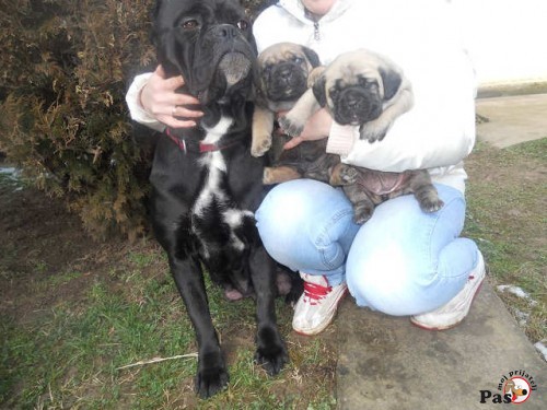 Cane Corso