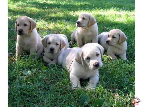 Labrador retriver