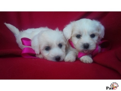 Coton de tulear - Tulearski pas