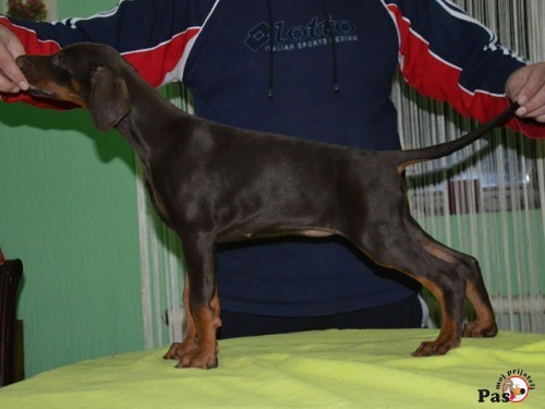 Doberman