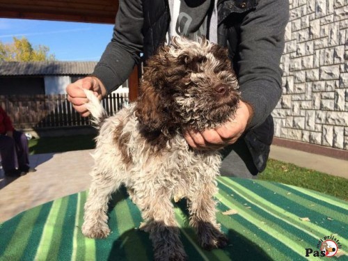 Lagotto romagnolo