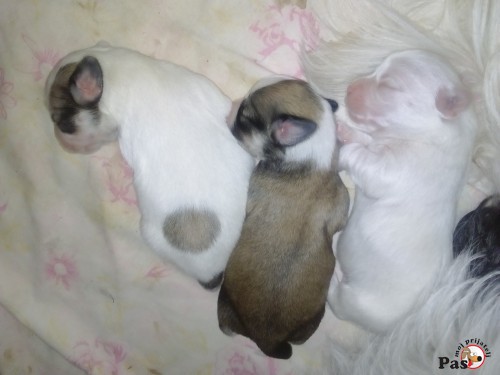 Coton de tulear - Tulearski pas