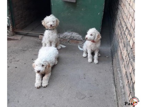 Lagotto romagnolo