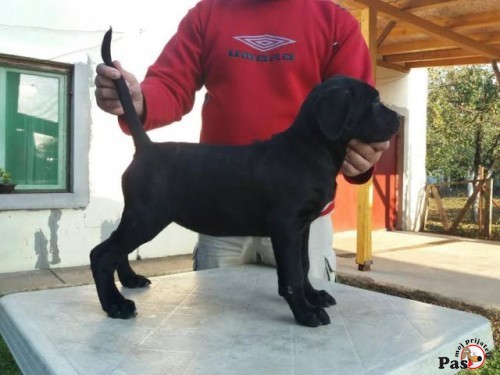 Cane Corso