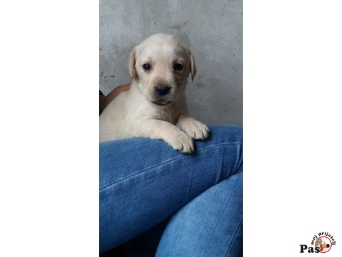 Labrador retriver