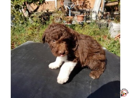 Lagotto romagnolo