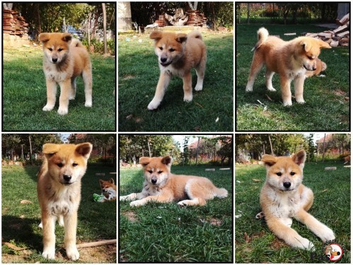 Akita Inu