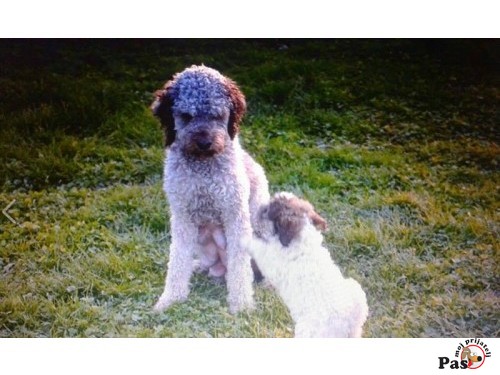 Lagotto romagnolo