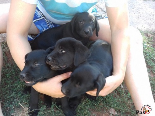 Labrador retriver