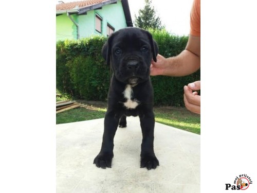 Cane Corso