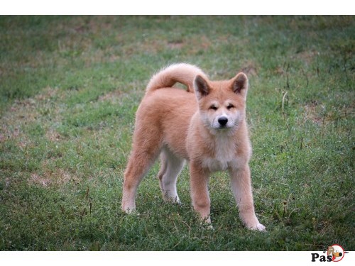 Akita Inu