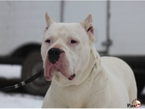 Dogo argentino