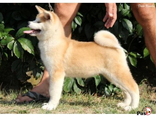 Akita Inu