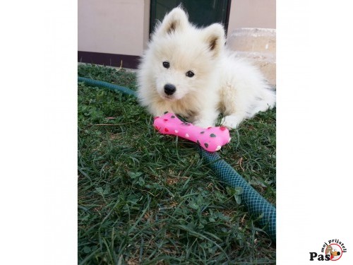 Samojed