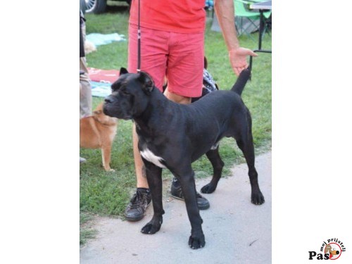 Cane Corso