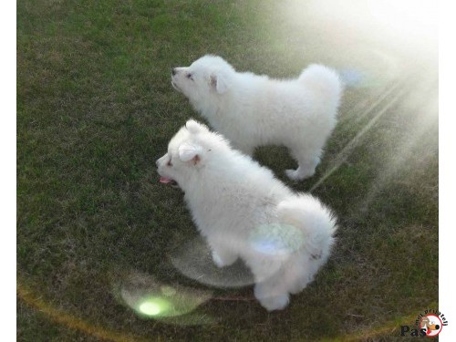 Samojed