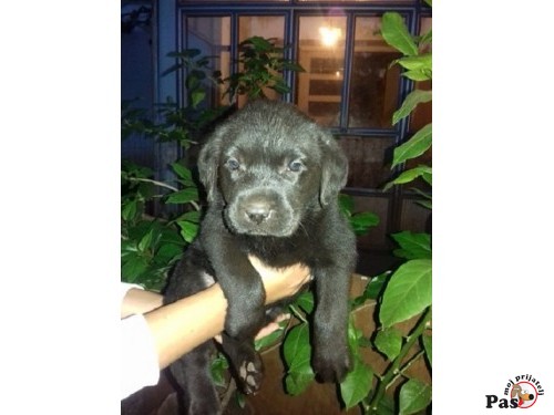 Labrador retriver