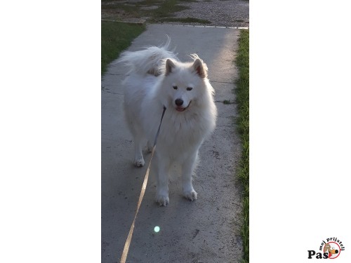 Samojed