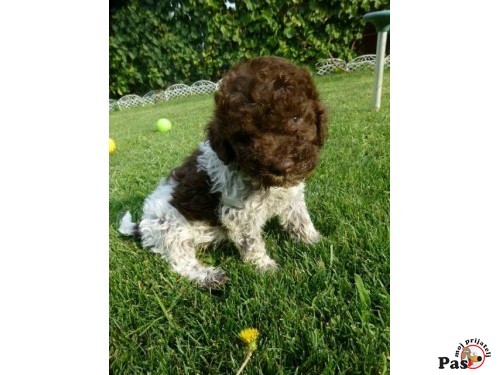 Lagotto romagnolo