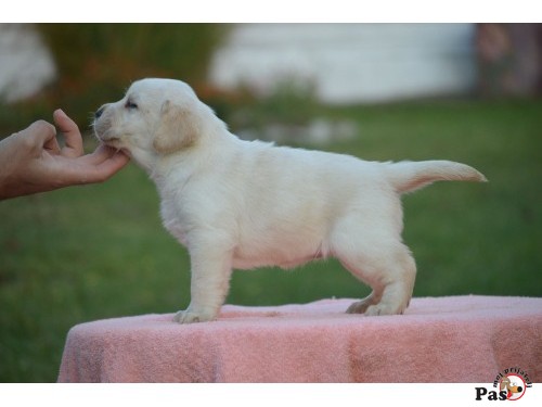 Labrador retriver