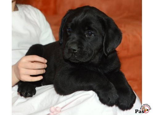 Labrador retriver