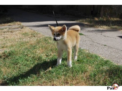 Akita Inu