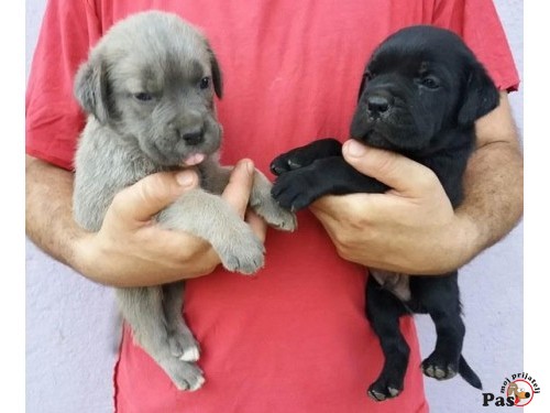 Cane Corso