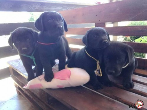 Labrador retriver