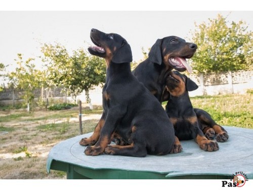 Doberman